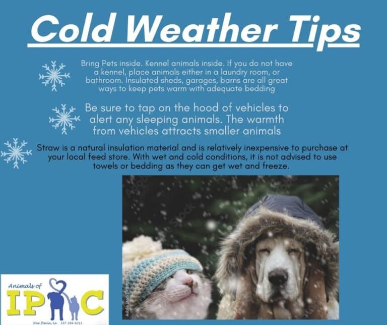 Cold Weather Safety Tips for Pets | Iberia Parish Government